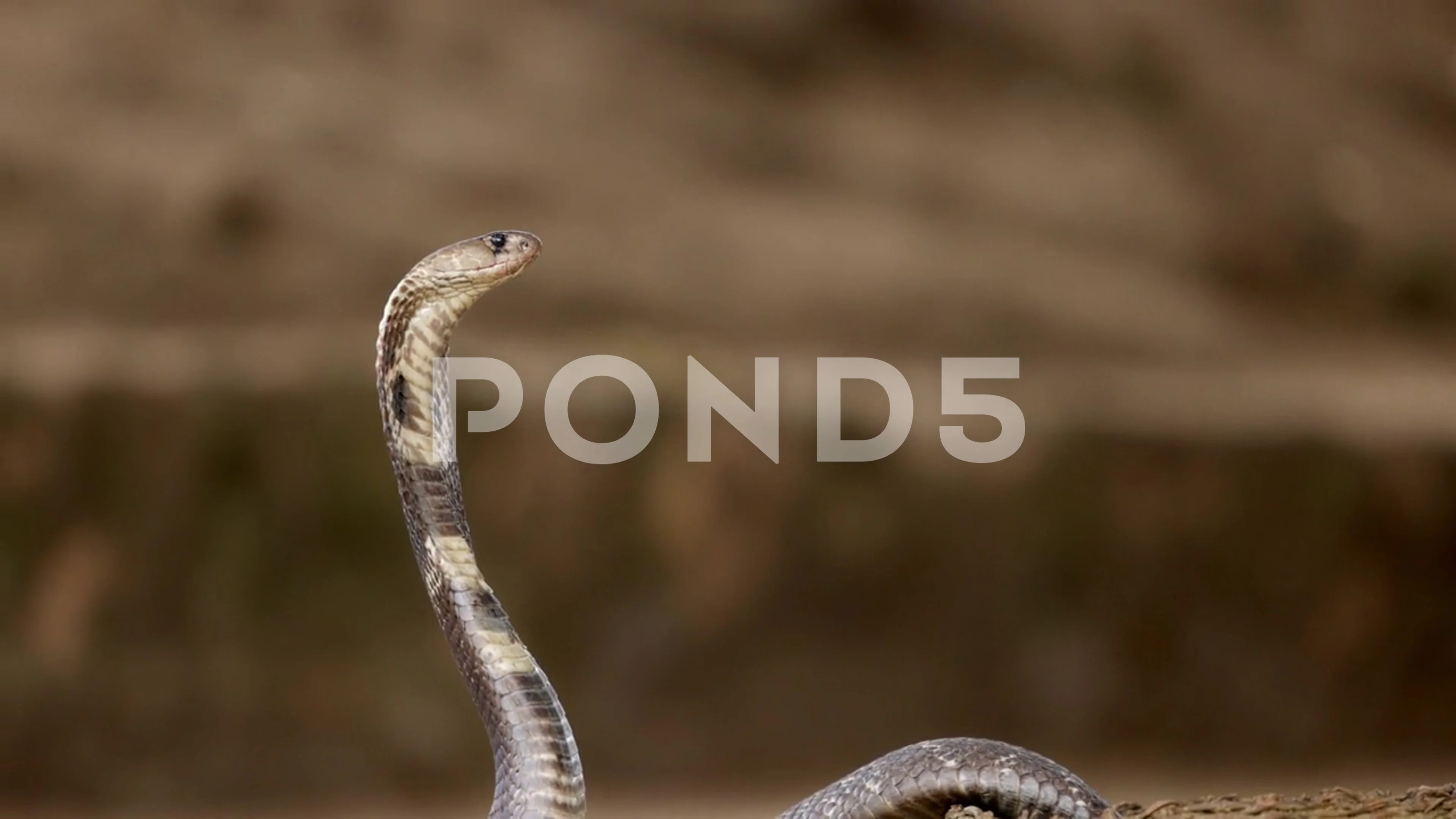 Cobra Snake Side View