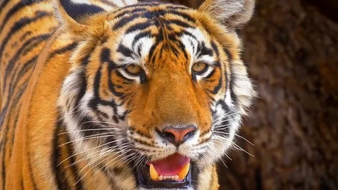 Tiger Face M Stock Videos – Royalty-Free HD & 4K Videos | Pond5