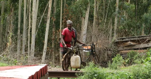 Indian Toddy collection man | Stock Video | Pond5