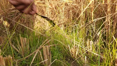Indian women cutting rice plants with a ... | Stock Video | Pond5
