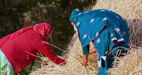Indian women gracefully gather paddy stu... | Stock Video | Pond5