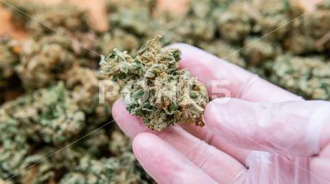 Indica vs. sativa: Whats the difference between cannabis types Foto de ...