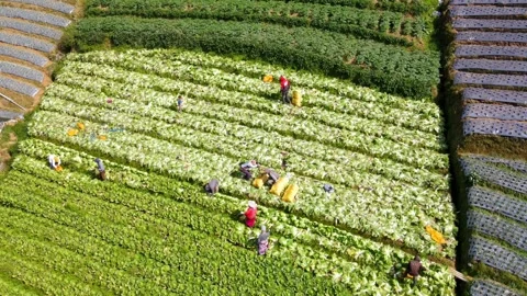 Indigenous Indonesian people harvesting ... | Stock Video | Pond5