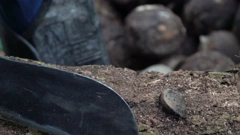 Indigenous man hand cutting Brazil nut w... | Stock Video | Pond5