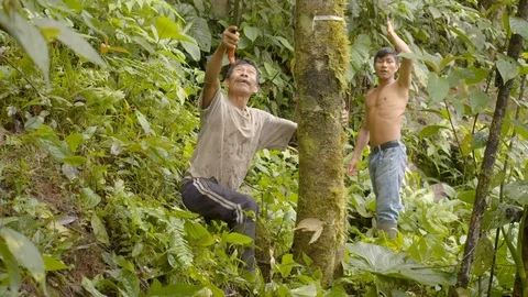 indigenous men cutting down a tree in th... | Stock Video | Pond5