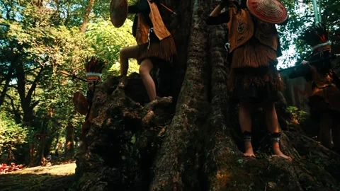 Indigenous Tree Stock Video Footage | Royalty Free Indigenous Tree ...