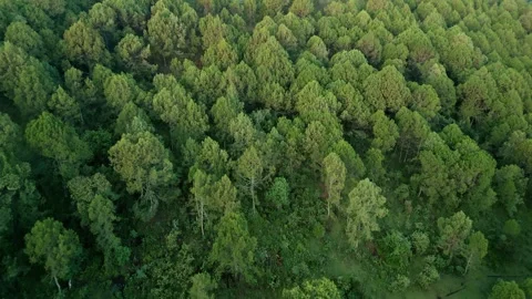 Indigenous Forest Stock Video Footage | Royalty Free Indigenous Forest ...