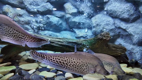 Indochina Stock Video Footage | Royalty Free Indochina Videos | Pond5