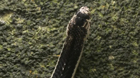 Indochinese spitting cobra Naja siamensi... | Stock Video | Pond5