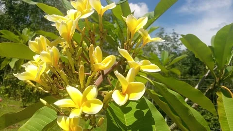 Indonesia 03 may 2025 - Bright Yellow Fl... | Stock Video | Pond5