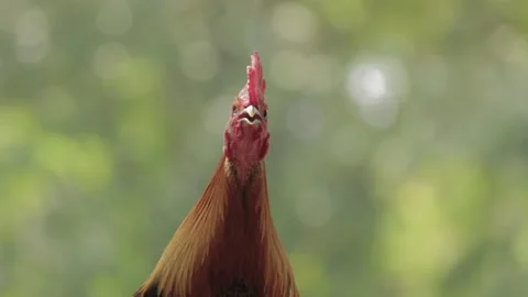 Indonesian Laughing Chicken Rooster or A... | Stock Video | Pond5
