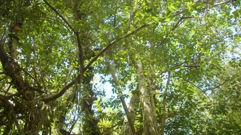 Indonesian rainforest | Stock Video | Pond5