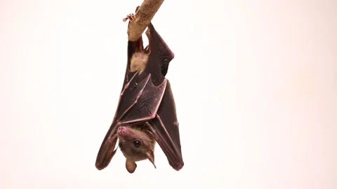 Ugly Foxes Stock Footage ~ Royalty Free Stock Videos | Pond5