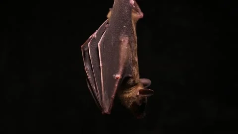 Ugly Foxes Stock Footage ~ Royalty Free Stock Videos | Pond5