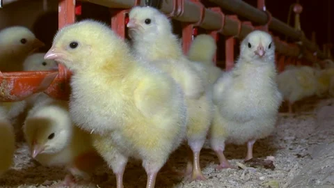 Chicken & Bowl Stock Videos – Royalty-Free HD & 4K Videos