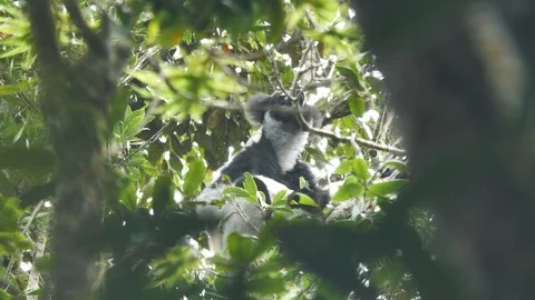 Indri Indri Lemur Eating Leaves In Rainf... | Stock Video | Pond5