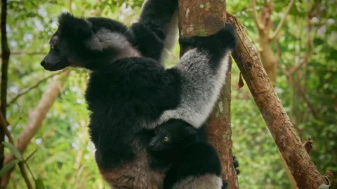 Indri indri with smiling baby - Babakoto... | Stock Video | Pond5