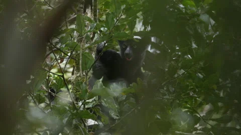 Indri monkey, Indri Indri, Park National... | Stock Video | Pond5