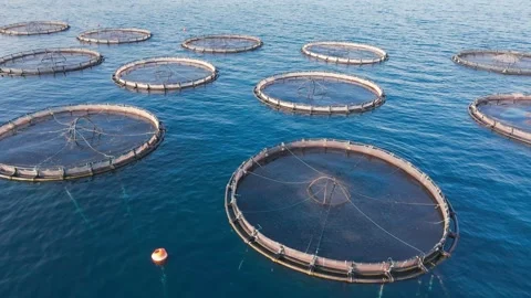 Industrial fish breeding in offshore far... | Stock Video | Pond5