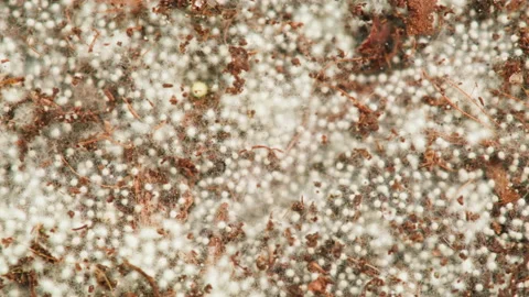 Infected soil, radiation and disaster, g... | Stock Video | Pond5