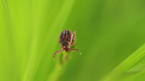 Ticks Insect Stock Videos – Royalty-Free HD & 4K Videos | Pond5