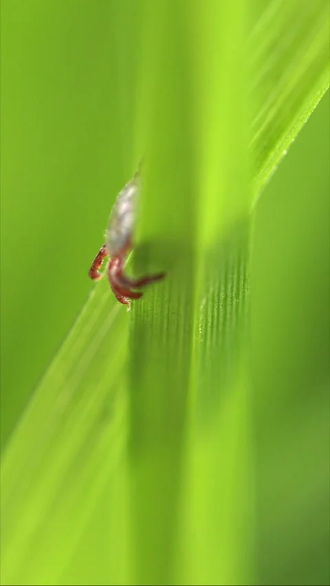 Ticks Insect Stock Videos – Royalty-Free HD & 4K Videos | Pond5
