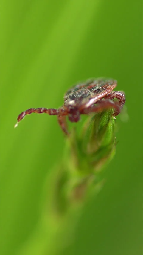 Ticks Insect Stock Videos – Royalty-Free HD & 4K Videos | Pond5