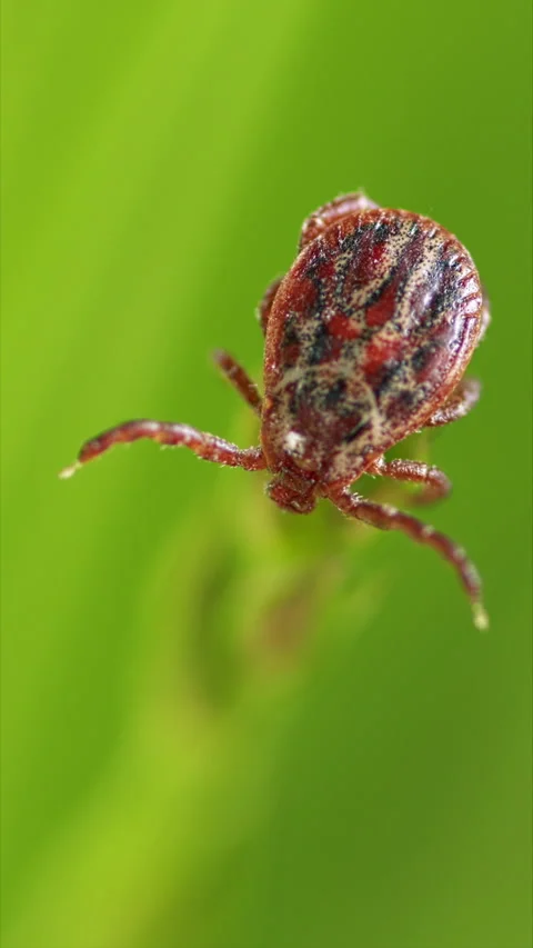 Ticks Insect Stock Videos – Royalty-Free HD & 4K Videos | Pond5