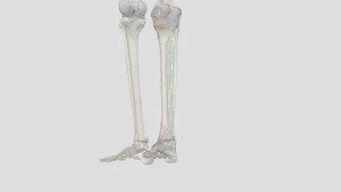 The inferior tibiofibular joint, also kn... | Stock Video | Pond5
