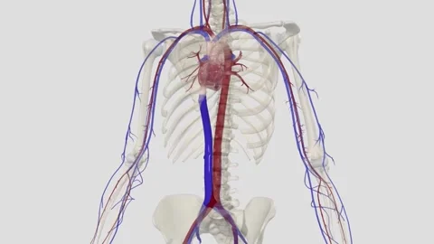 The inferior vena cava is a large vein t... | Stock Video | Pond5