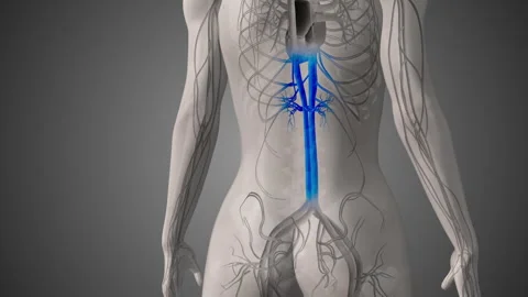 Inferior vena cava medical animation | Stock Video | Pond5