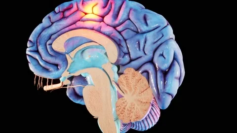 Inflammation Brain Stock Footage ~ Royalty Free Stock Videos | Pond5