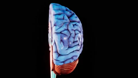 Inflammation Brain Stock Footage ~ Royalty Free Stock Videos | Pond5