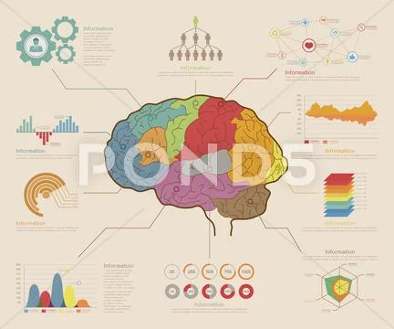 Infographic Elements , Brain concept , eps10 vector format: Royalty ...
