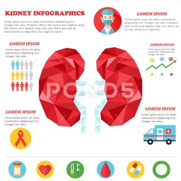 Infographic poster with kidney illustration and medical icons ...