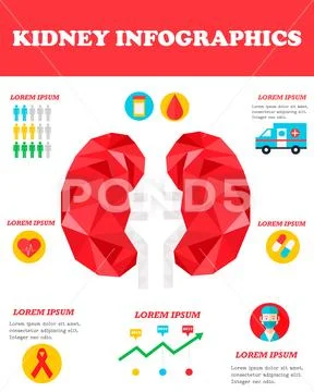 Kidneys Infographics Pictures Photos And Images For Facebook Tumblr