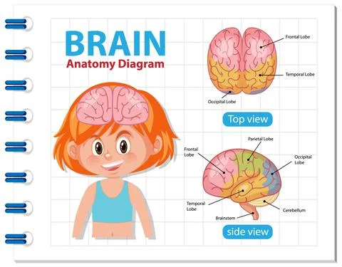 Parts Of The Brain Outline