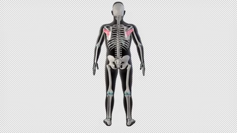 Infraspinatus Muscles on Whole Human Bod... | Stock Video | Pond5