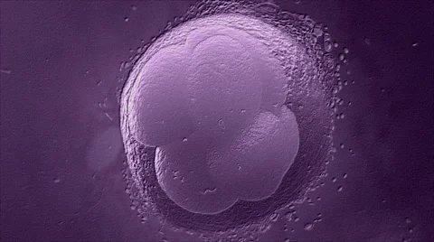 Embryo Stock Footage ~ Royalty Free Stock Videos | Pond5