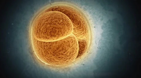 Initial state of embryo in pregnancy. Ce... | Stock Video | Pond5