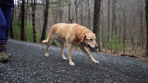 Big and Limping Stock Videos – Royalty-Free HD & 4K Videos