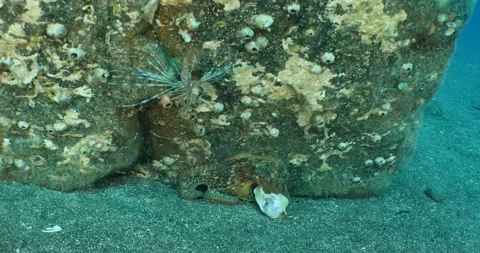 injured octopus underwater ocean scenery... | Stock Video | Pond5