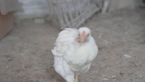 Injured poor broiler chicken suffering f... | Stock Video | Pond5
