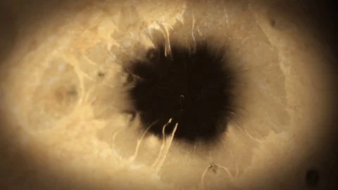 After Effects Template ~ AE: Ink reveal #71132212 | Pond5