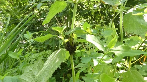 Insect ants built incubator for aphids f... | Stock Video | Pond5