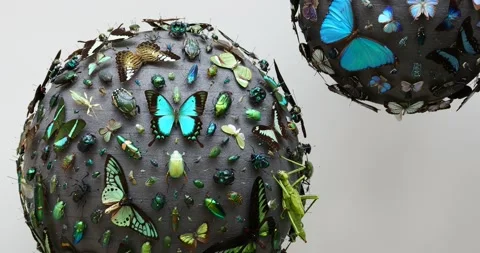 Insect biodiversity in the Oxford Univer... | Stock Video | Pond5