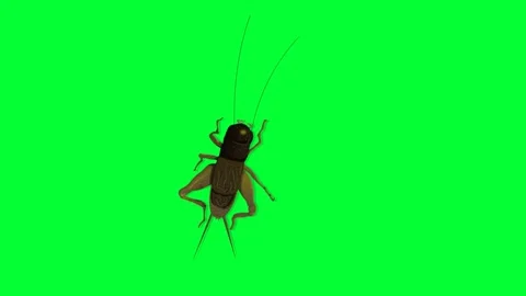 Bug Cartoon Stock Footage ~ Royalty Free Stock Videos | Pond5