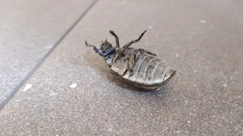 the insect bug Anomala cuprea upside dow... | Stock Video | Pond5