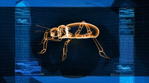 X Ray Insect Stock Video Footage | Royalty Free X Ray Insect Videos | Pond5