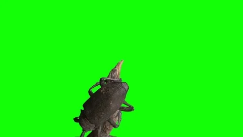 Insect Green Screen Stock Video Footage | Royalty Free Insect Green ...
